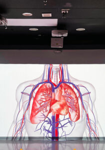 Highly realistic medical simulation products - Echo Healthcare